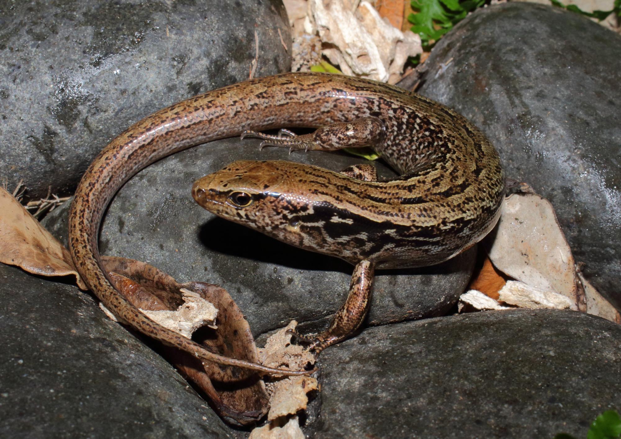 Heavenly Herpetofauna of the Hauraki Gulf: Part II Skinks - Rakino Island