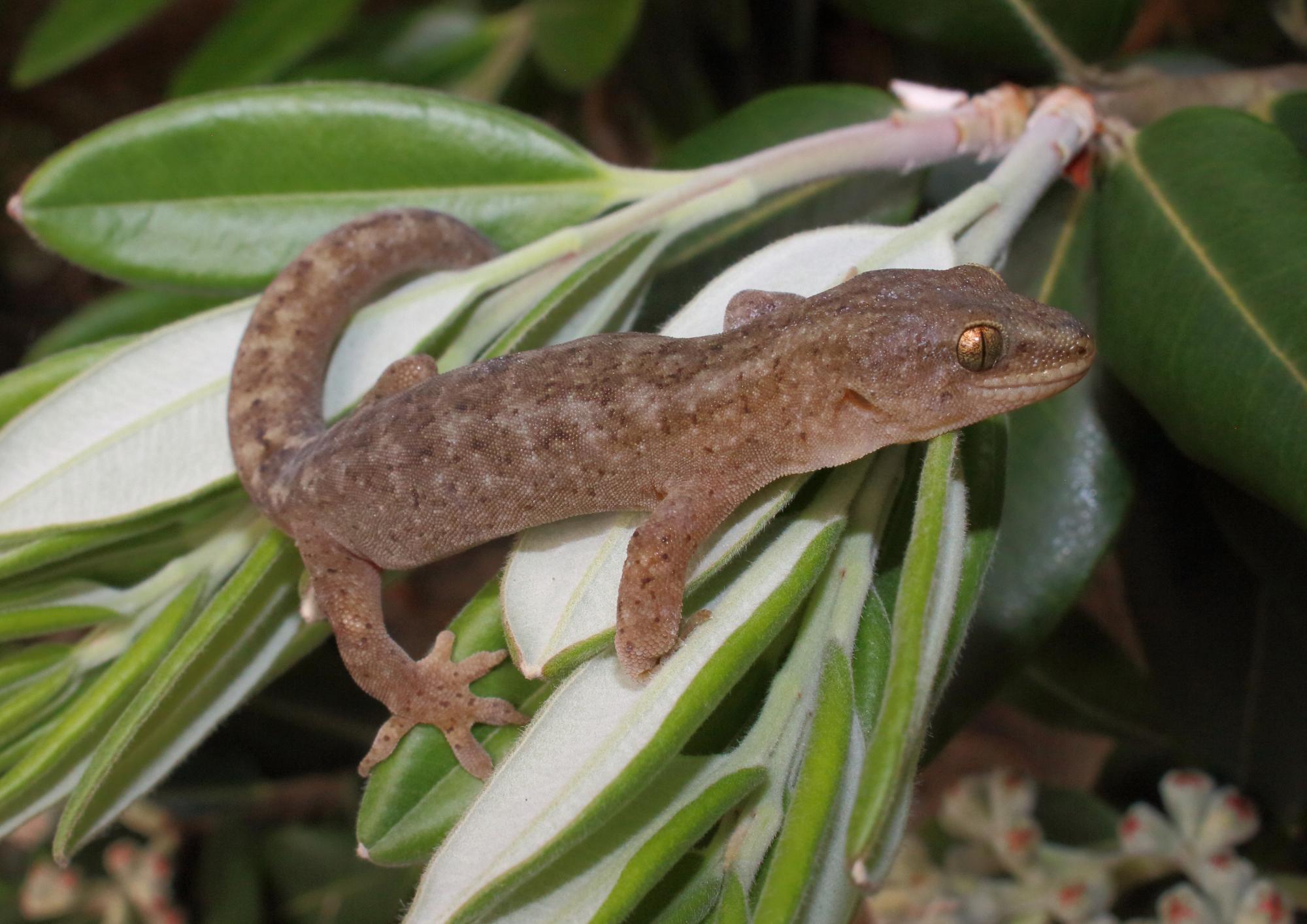 Heavenly Herpetofauna of the Hauraki Gulf: Part I Geckos - Rakino Island
