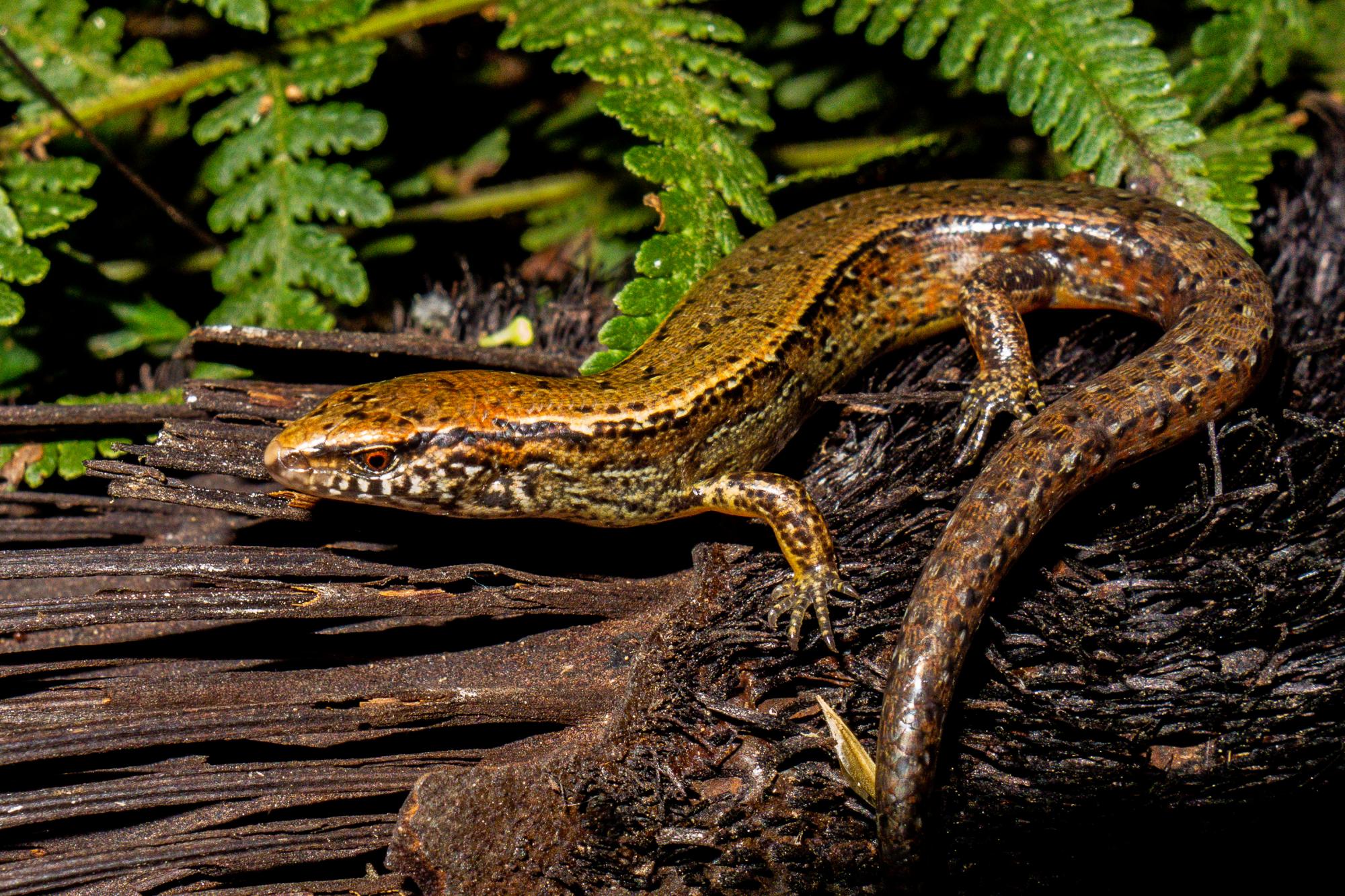 Heavenly Herpetofauna of the Hauraki Gulf: Part II Skinks - Rakino Island