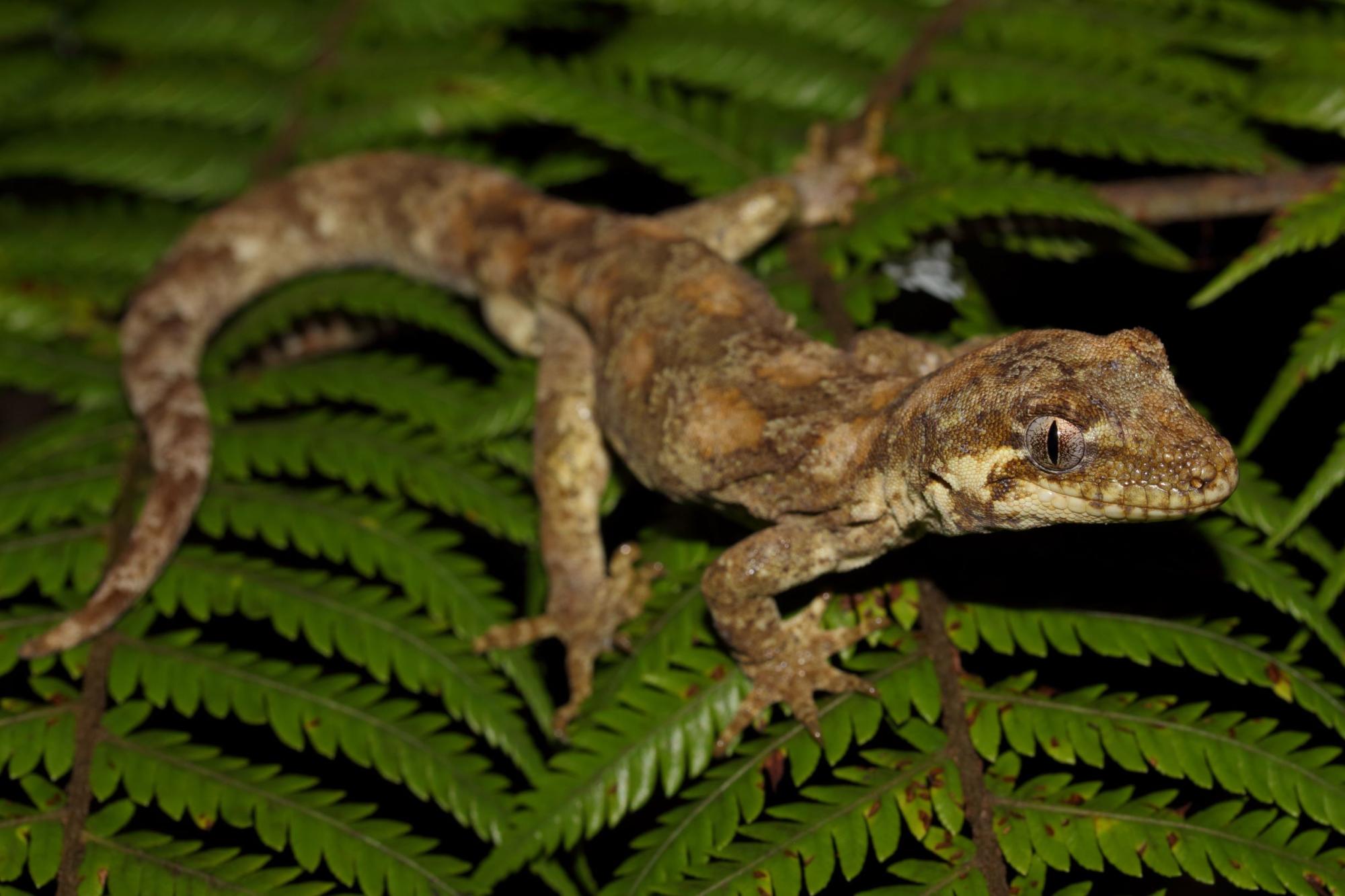 Heavenly Herpetofauna of the Hauraki Gulf: Part I Geckos - Rakino Island