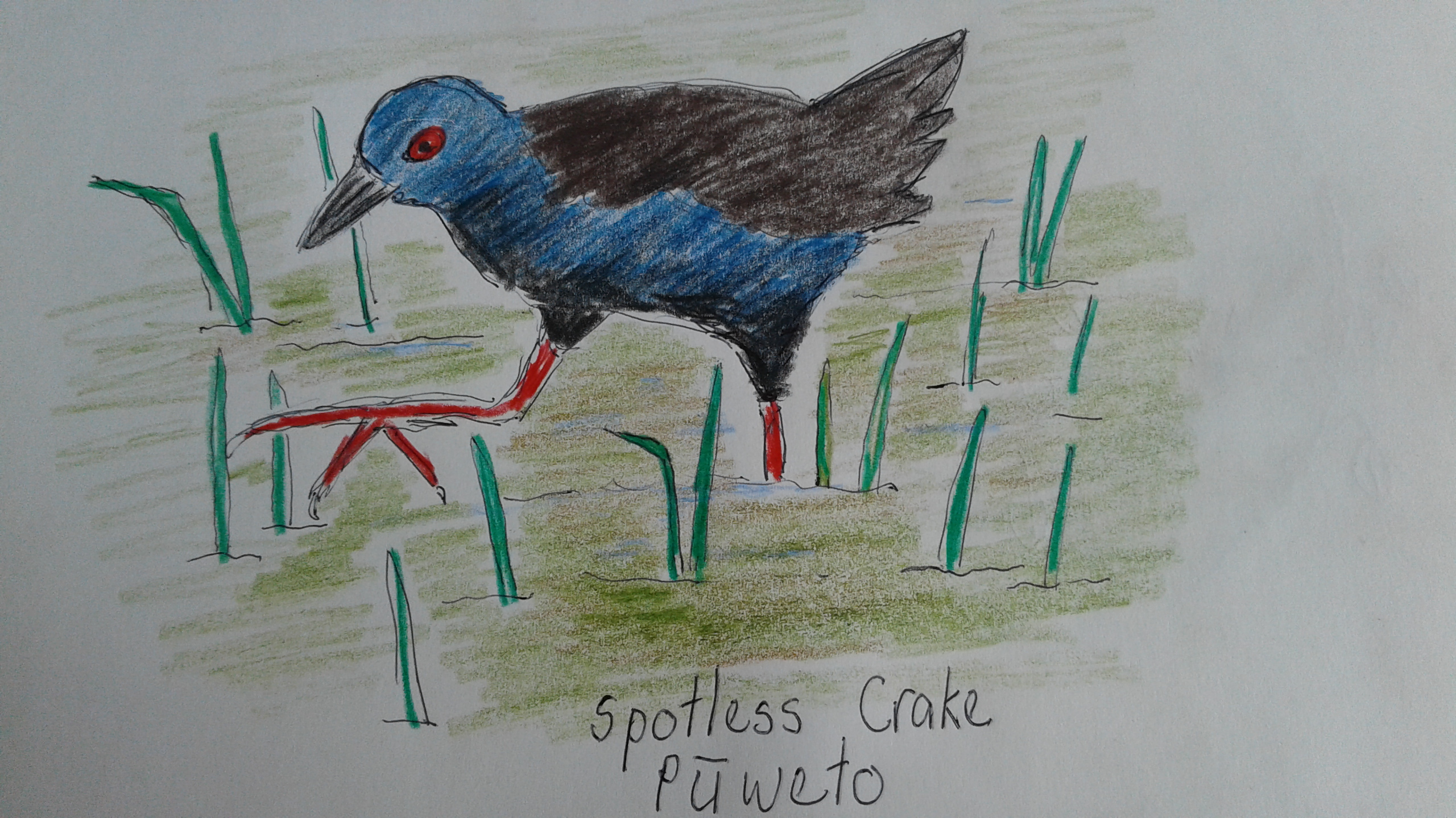 Celebrity interview : Spotless Crake, Pūweto - Rakino Island