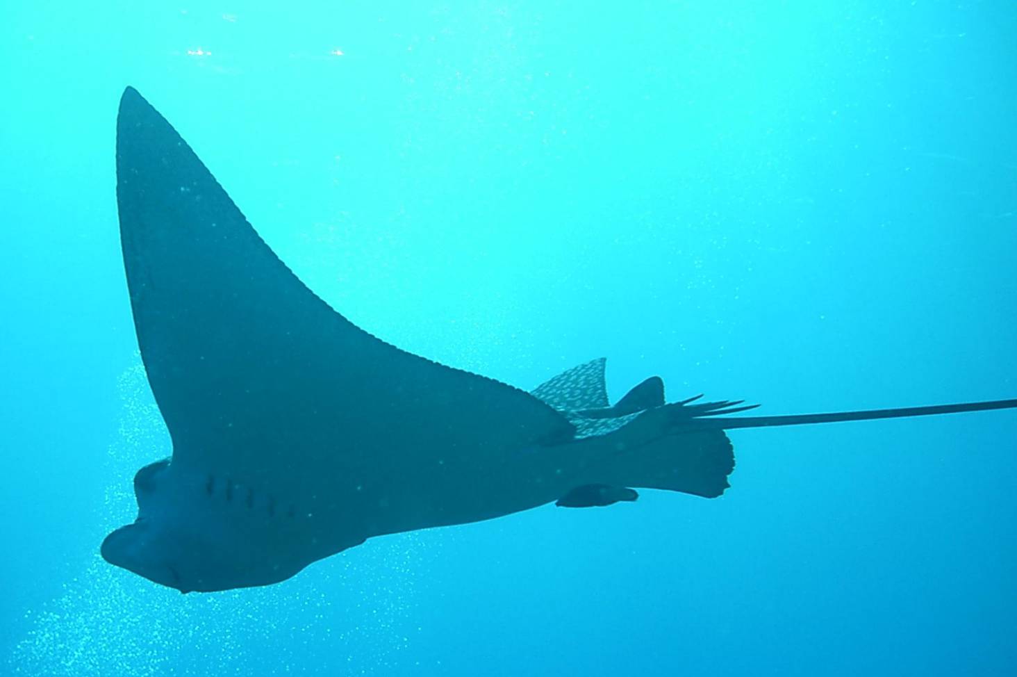 Rakino Fish Counting Project - Rakino Island