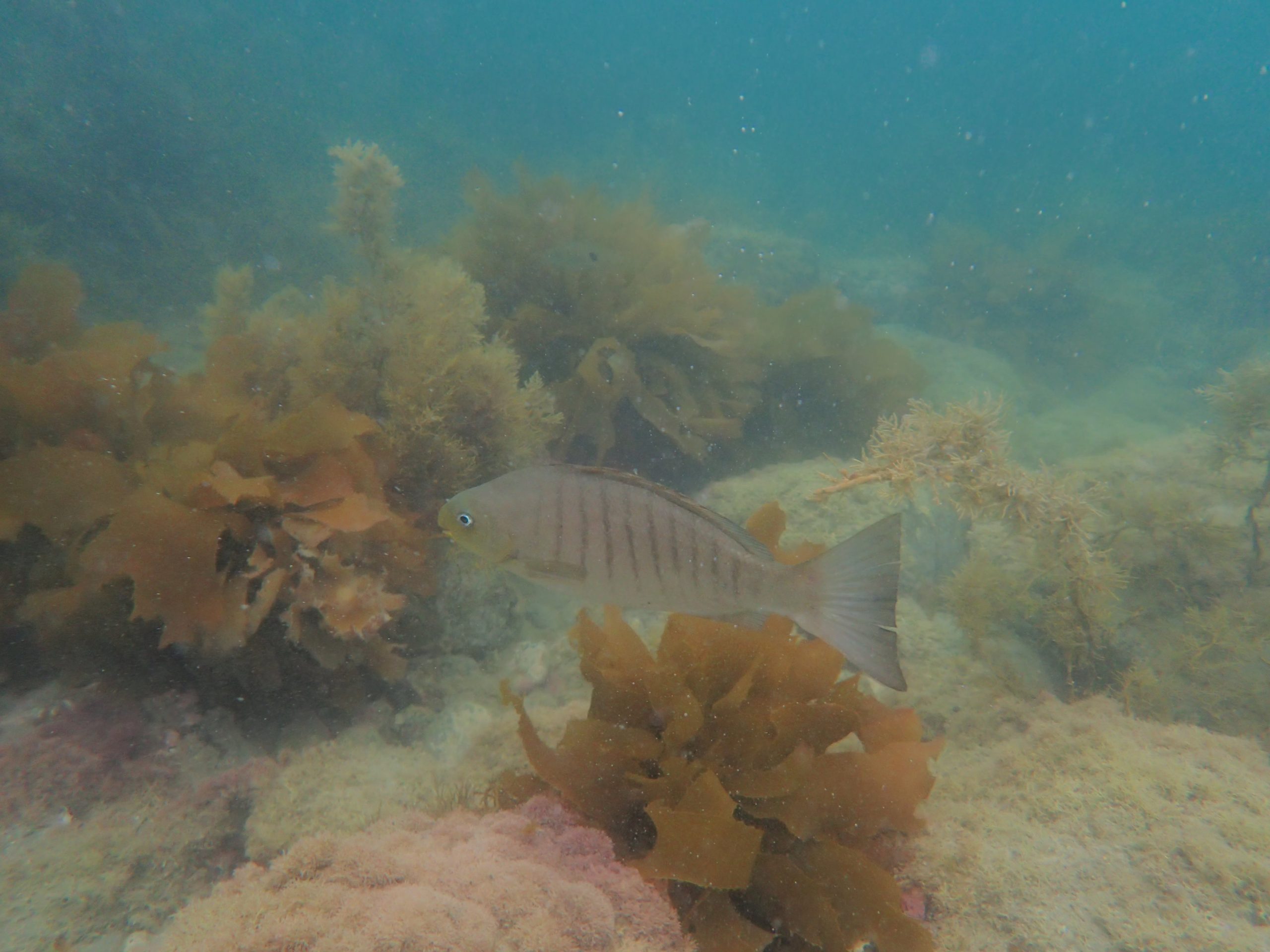 Winner winner kina dinner - Rakino Island